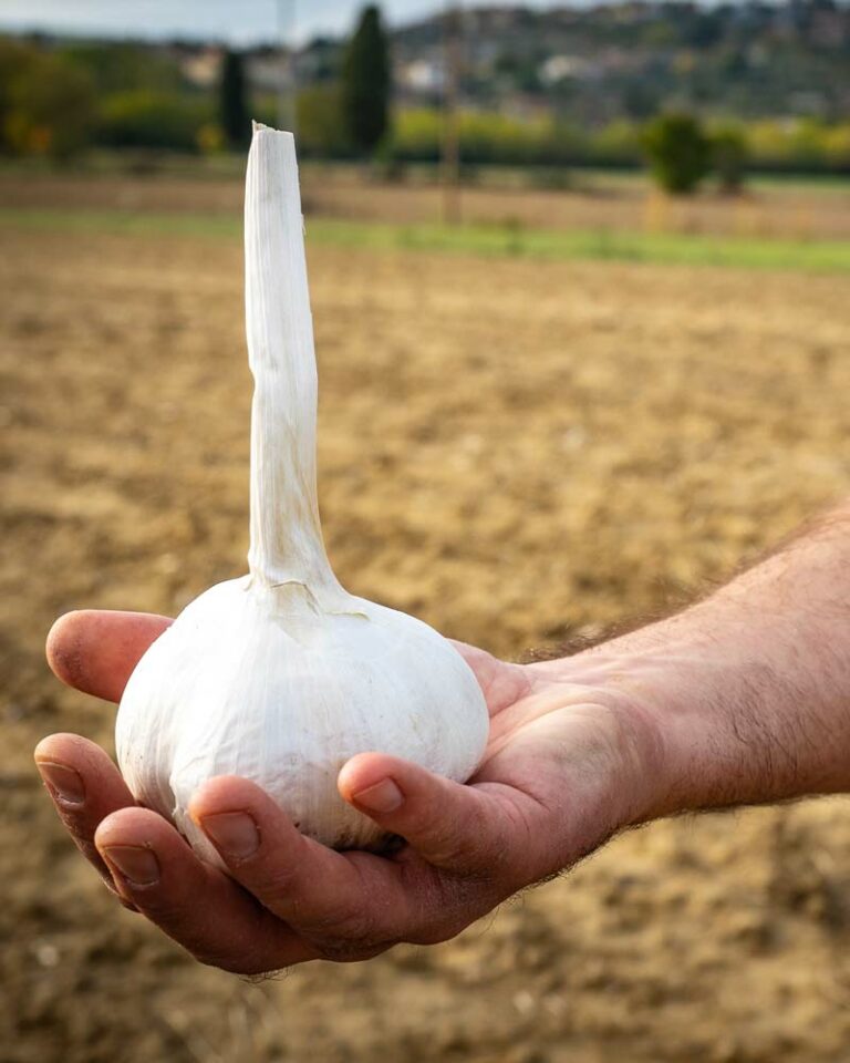 Home | Tuscan Elephant Garlic | Aglione della Valdichiana Negozio